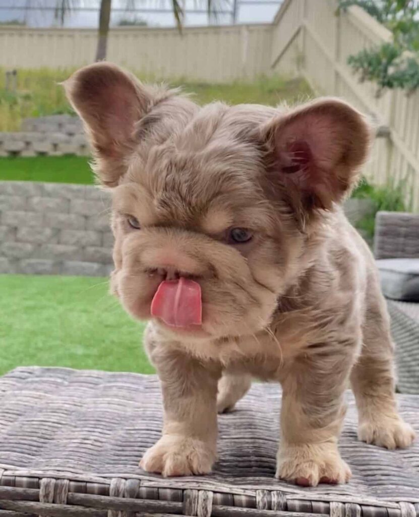 Criadero Bulldog Frances Fluffy Big Rope Precio Colombia