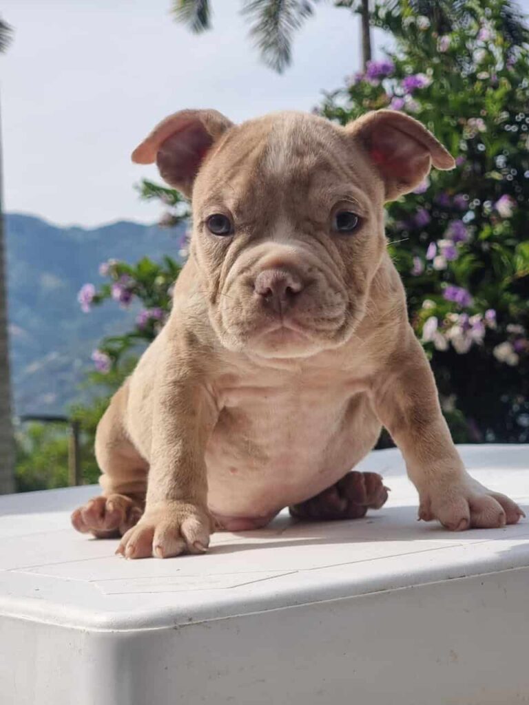 Venta De Cachorros American Bully Pocket Bogota - Mascotas Medellin
