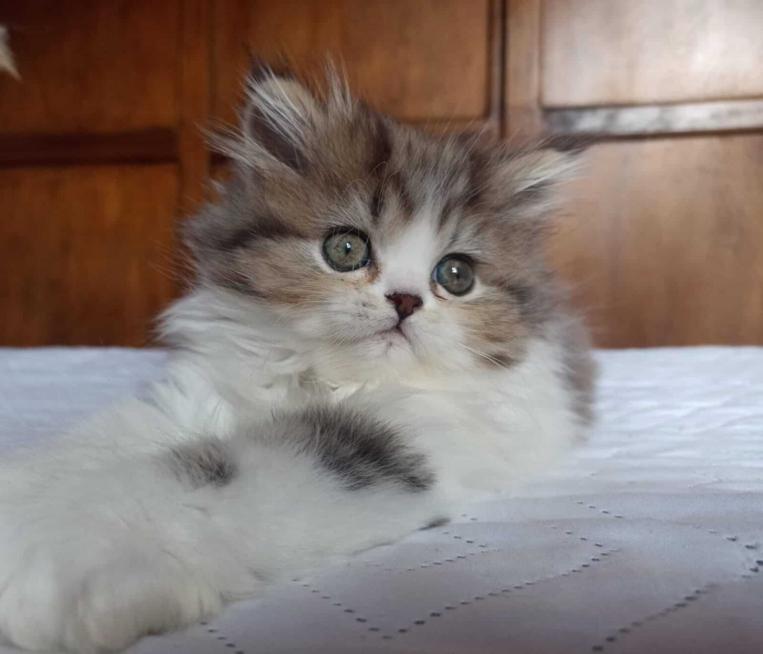 Gatos Persa Precio En Pereira | Mascotas Medellín