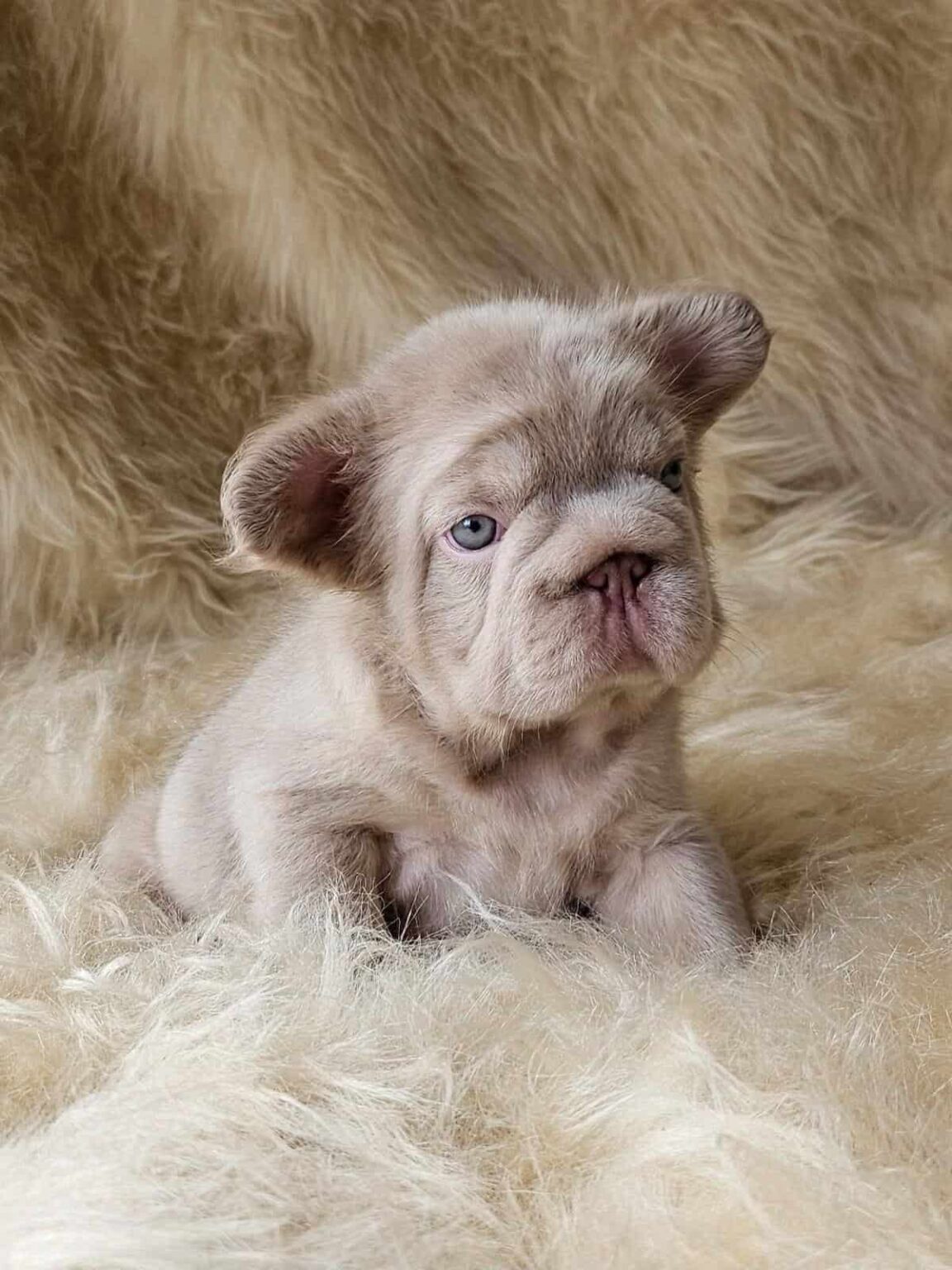 Comprar Bulldog Francés Fluffy Big Rope Isabella Medellín - Mascotas ...